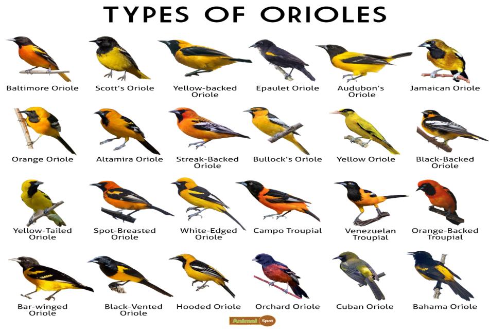 The Oriole: A Colorful Songbird with a Rich History