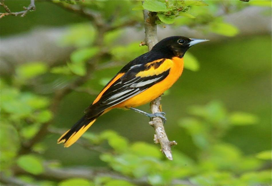 The Oriole: A Colorful Songbird with a Rich History