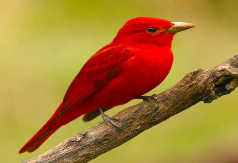 The Red Bird: Symbolism, Species, and Fascinating Facts