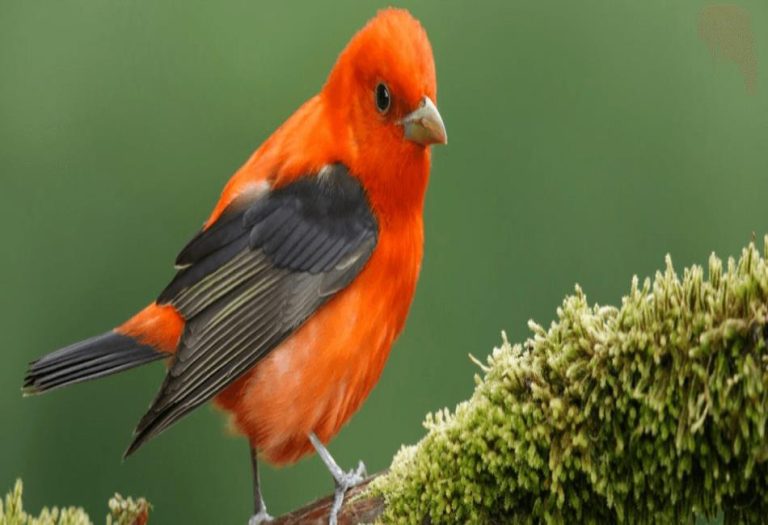 The Red Bird: Symbolism, Species, and Fascinating Facts