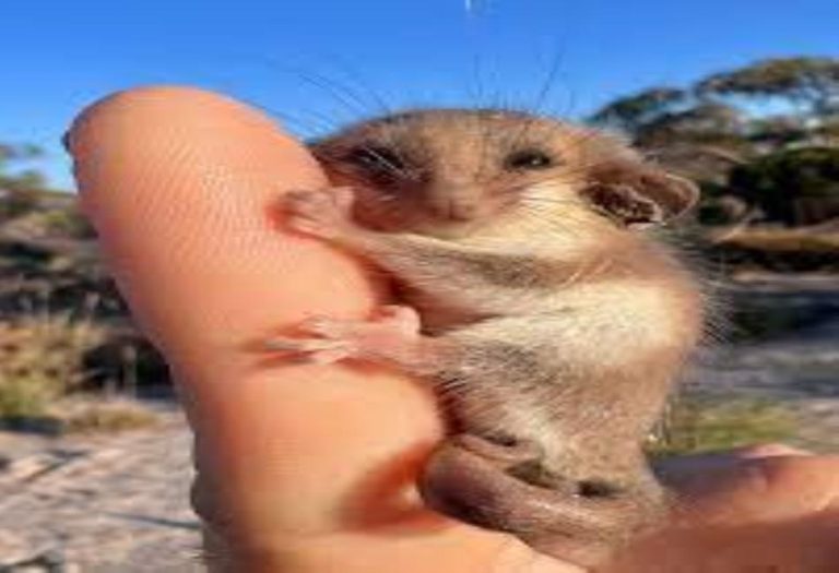 Terrifying Creatures: The Scariest Animals on Earth
