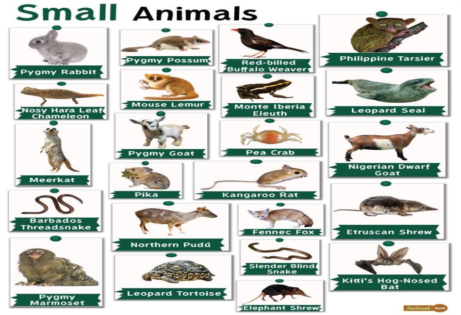A Comprehensive Guide to Small Animals: Characteristics, Care, and ...