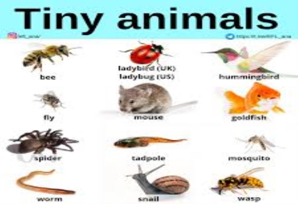 A Comprehensive Guide to Small Animals: Characteristics, Care, and ...