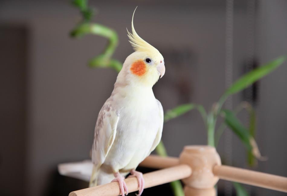 The Fascinating World of Small Birds: A Guide to Their Diversity and ...