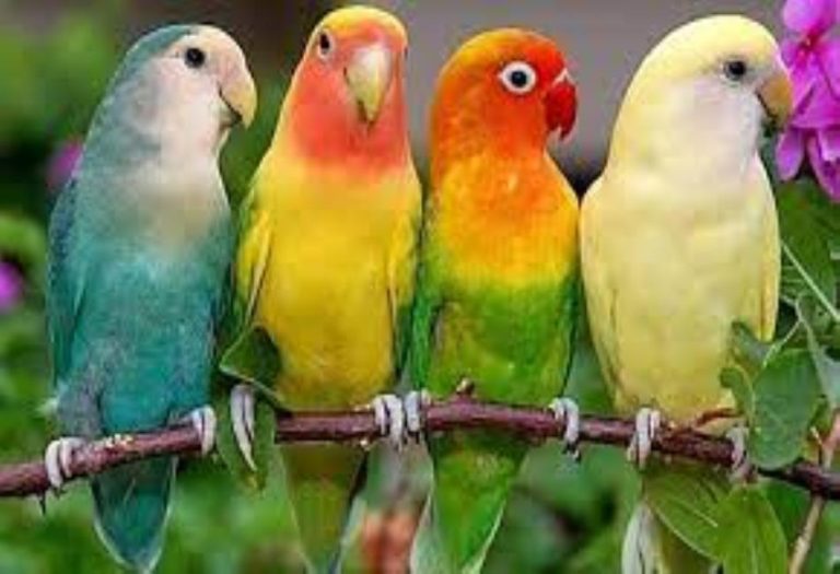 The Fascinating World of Small Birds: A Guide to Their Diversity and ...