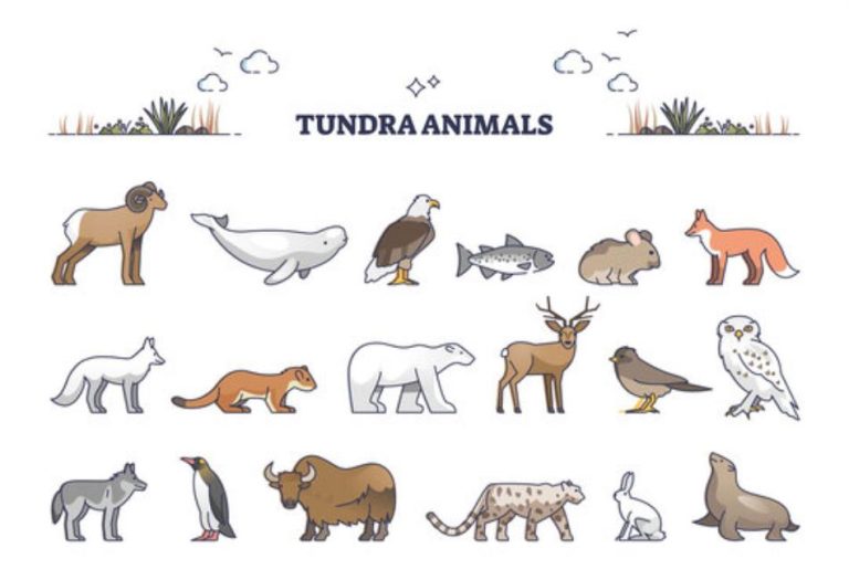 Surviving the Cold: A Deep Dive into Tundra Animals and Their Adaptations