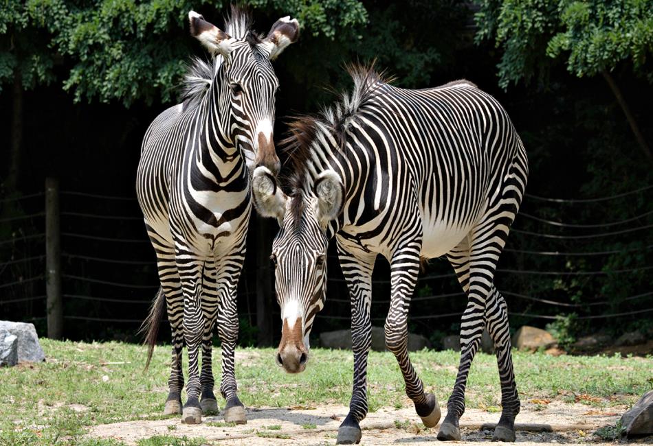 Zebras: The Striped Wonders of the Animal Kingdom