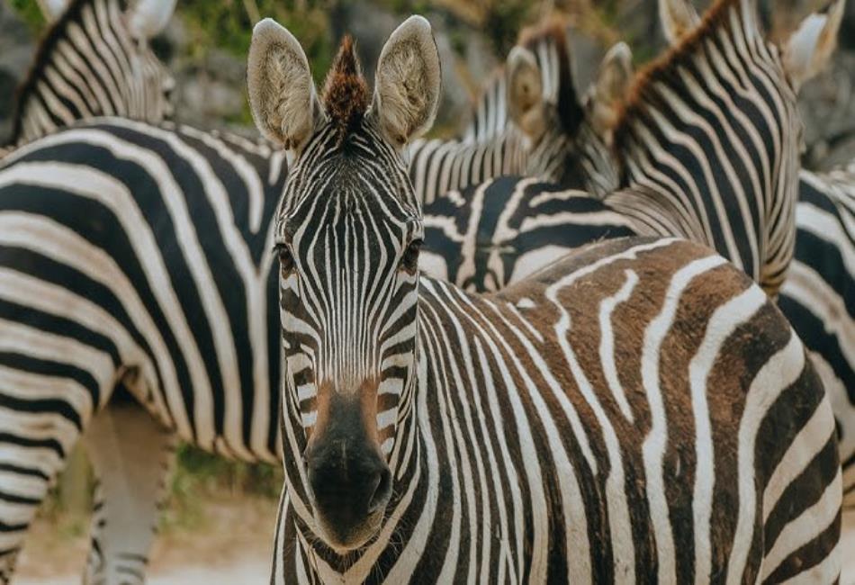 Zebras: The Striped Wonders of the Animal Kingdom