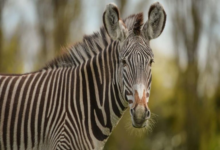 Zebras: The Striped Wonders of the Animal Kingdom