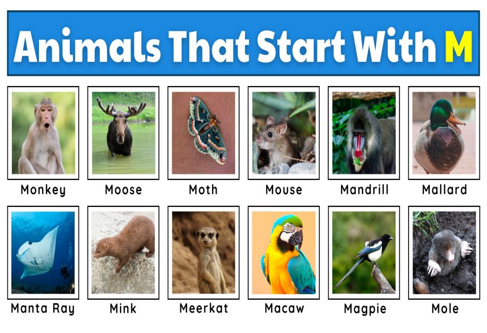 Fascinating Animals That Start with M: A Journey Through the Animal Kingdom