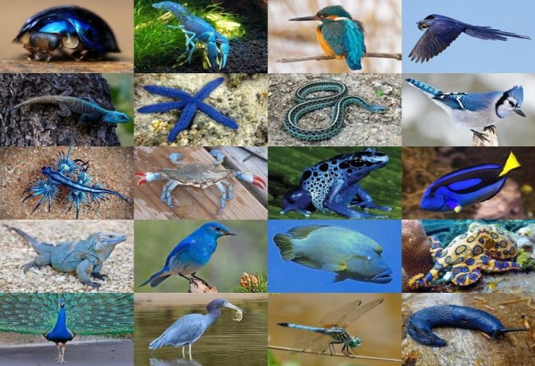 The Fascinating World of Blue Animals: Nature’s Most Enigmatic Hues