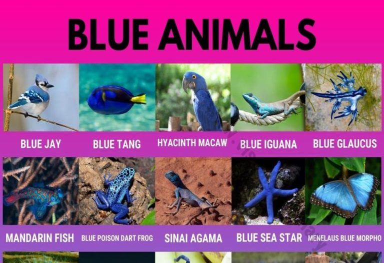 The Fascinating World of Blue Animals: Nature’s Most Enigmatic Hues