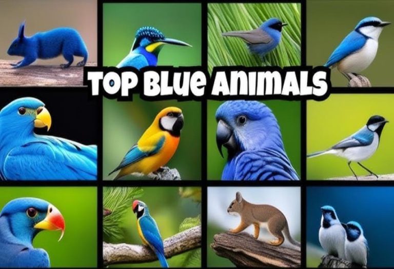 The Fascinating World of Blue Animals: Nature’s Most Enigmatic Hues