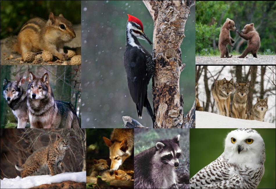 Exploring Deciduous Forest Animals: Wildlife of the Changing Seasons