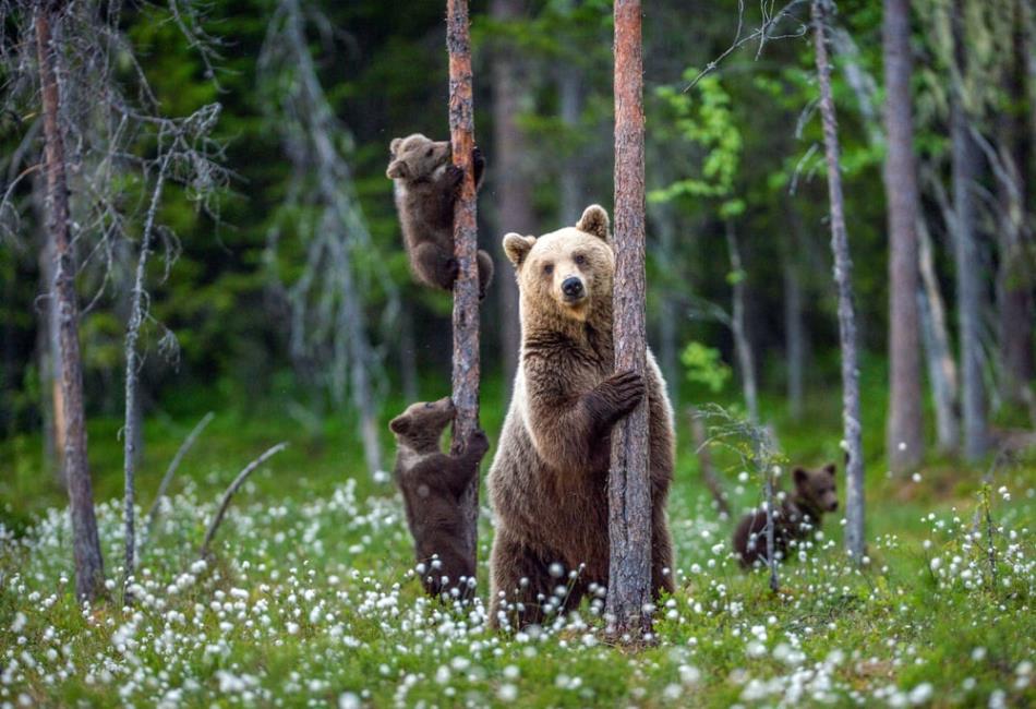 Exploring Deciduous Forest Animals: Wildlife of the Changing Seasons