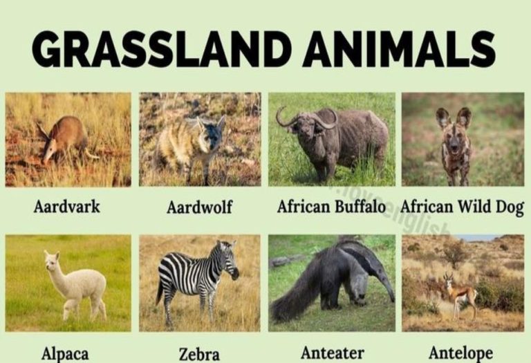 Exploring the Fascinating World of Land Animals: Diversity, Adaptations ...