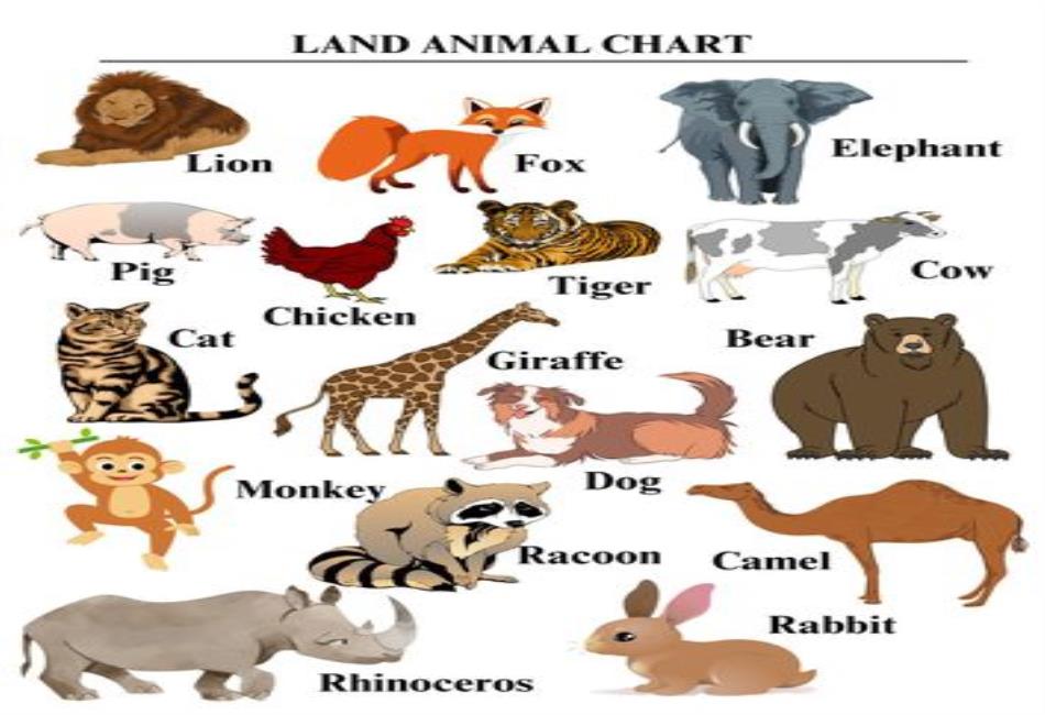 Exploring the Fascinating World of Land Animals: Diversity, Adaptations ...