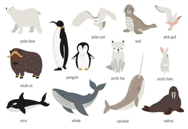 Surviving the Ice: A Deep Dive into the Fascinating World of Polar Animals