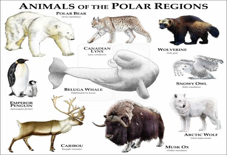 Surviving the Ice: A Deep Dive into the Fascinating World of Polar Animals