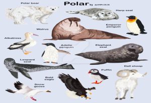 Surviving the Ice: A Deep Dive into the Fascinating World of Polar Animals