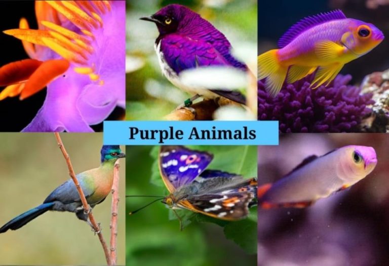 Nature’s Rarest Wonders: A Fascinating Look at Purple Animals Around ...