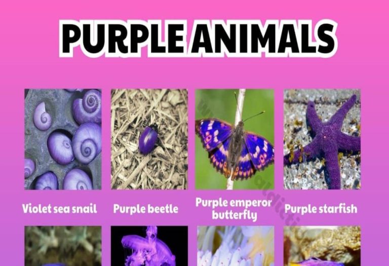 Nature’s Rarest Wonders: A Fascinating Look at Purple Animals Around ...