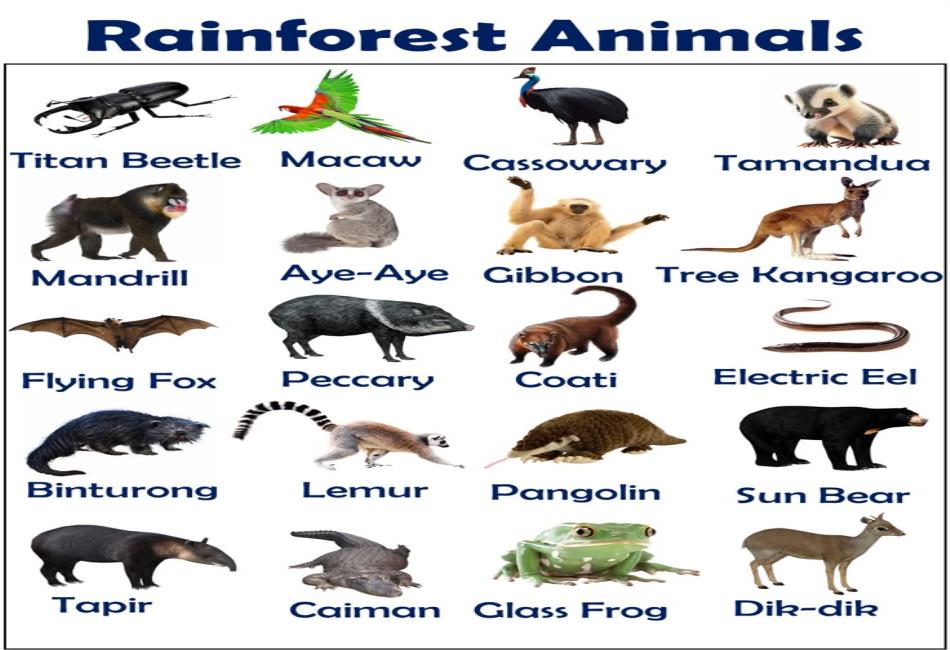 Rainforest Animals: A Diverse and Fascinating World of Wildlife
