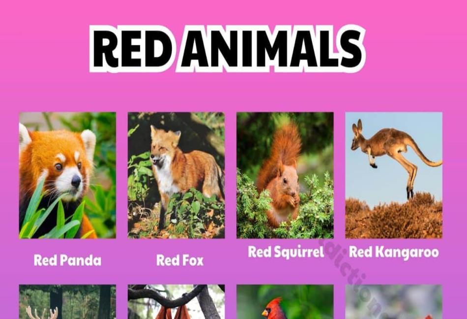 Red Animals: Exploring the World of Nature's Fiery Creatures
