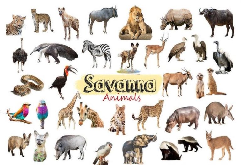 Savanna Animals: Wildlife of the Grasslands