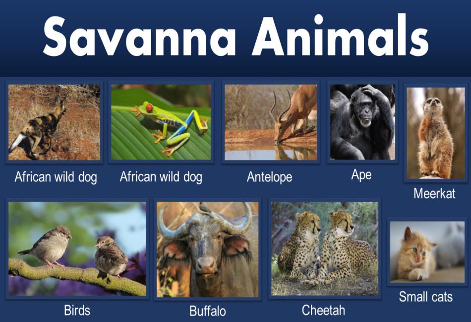 Savanna Animals: Wildlife of the Grasslands