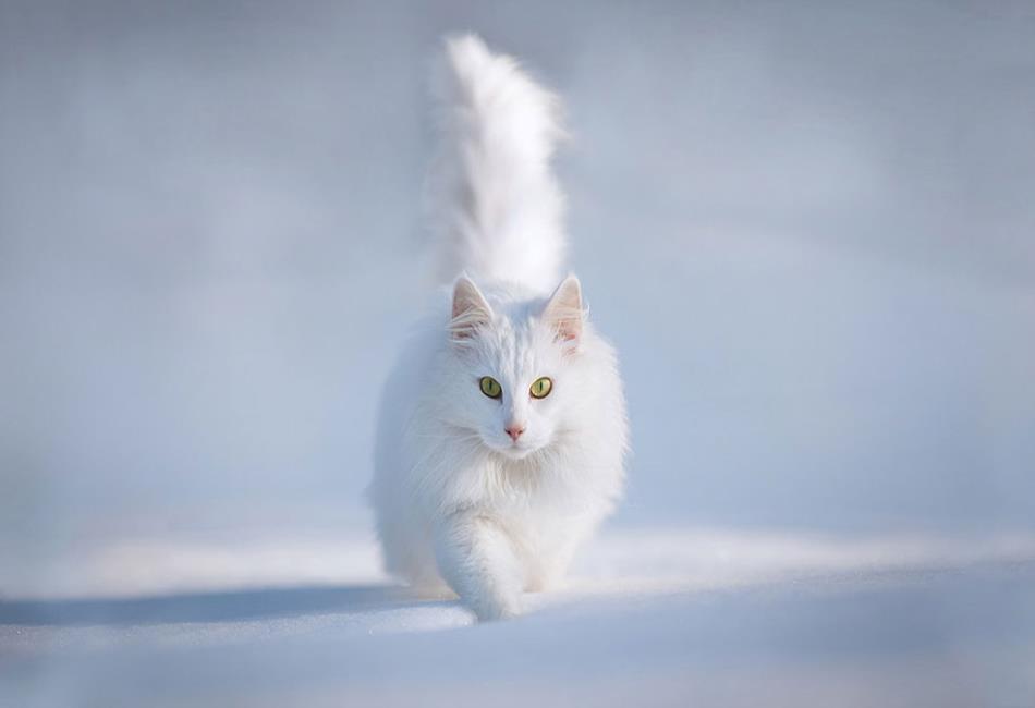 Snow Animals: Wildlife That Thrives in the Frozen Wilderness