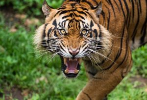 The Sunda Tiger: A Rare and Majestic Predator on the Brink of Extinction