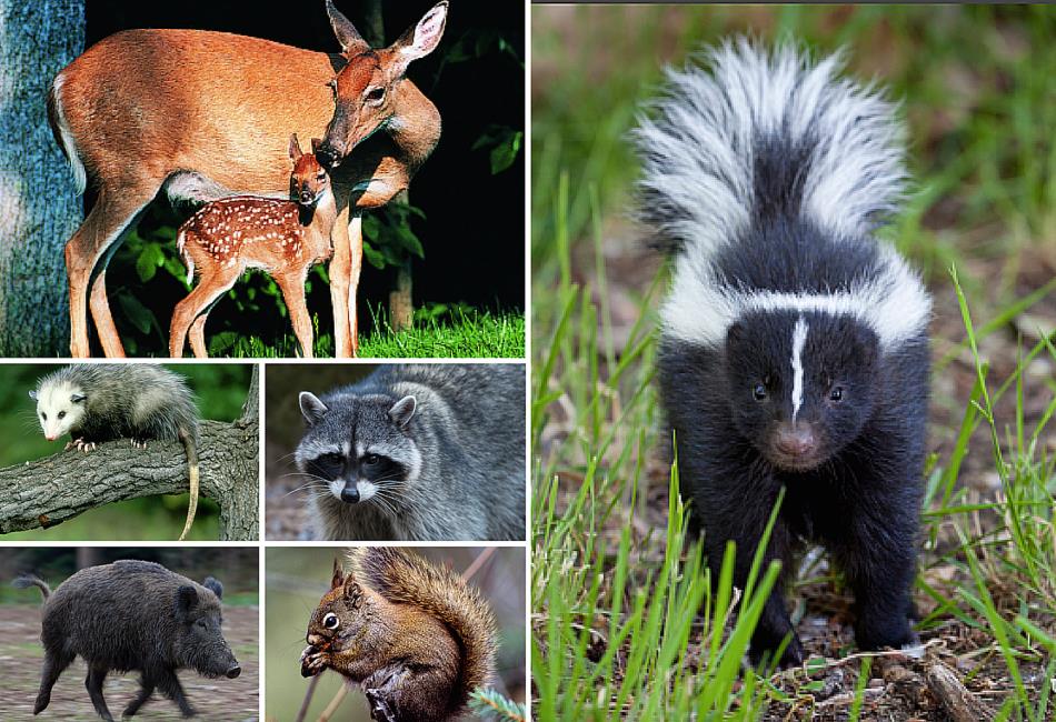 Woodland Animals: A Fascinating Look at the Wildlife of Forest Ecosystems