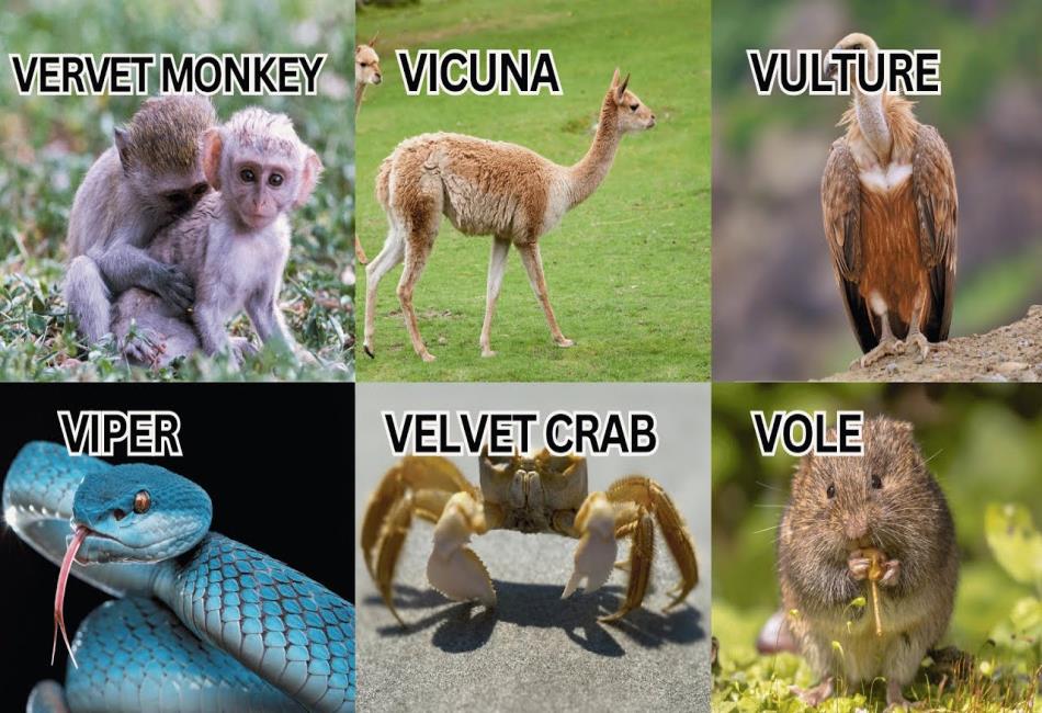 Animals That Start with V: A Fascinating Exploration of Wildlife