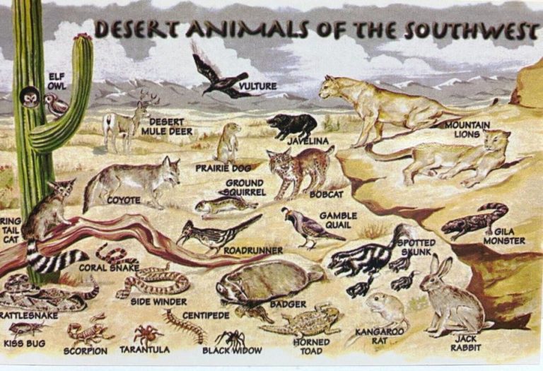 Wildlife of the Grand Canyon State: A Comprehensive Guide to Arizona ...