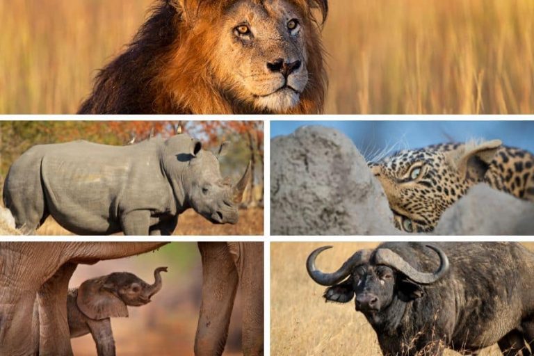 Giants of the Animal Kingdom: Exploring the World’s Biggest Animals