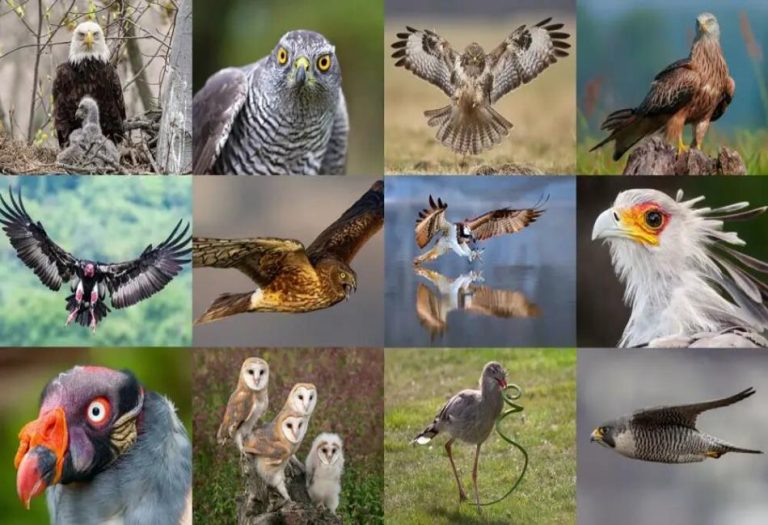 Masters of the Sky: A Deep Dive into Birds of Prey Animals