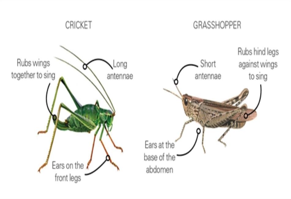 Cricket: The Chirping Insect of the Night – A Complete Guide to the ...