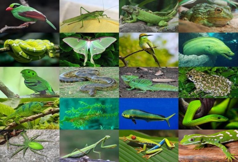 Nature’s Emerald Wonders: Exploring the Fascinating World of Green Animals