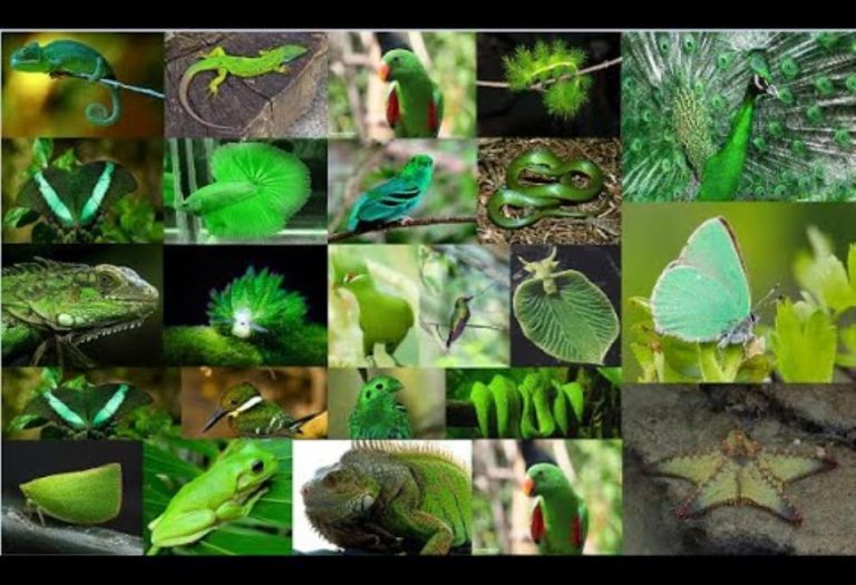 Nature’s Emerald Wonders: Exploring the Fascinating World of Green Animals