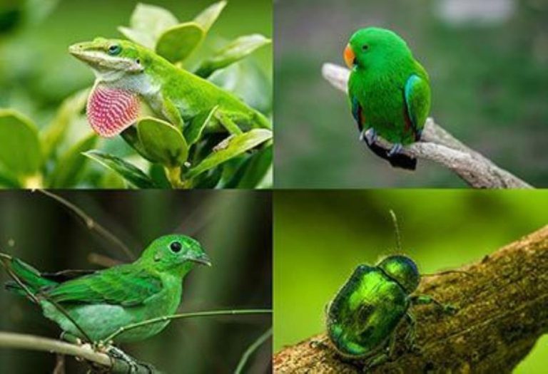 Nature’s Emerald Wonders: Exploring the Fascinating World of Green Animals