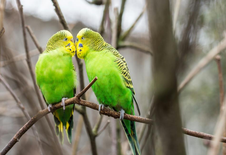The Vibrant World of Green Birds: Nature’s Emerald Aviators