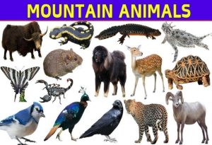 Wildlife in the Heights: Exploring the Fascinating World of Mountain ...