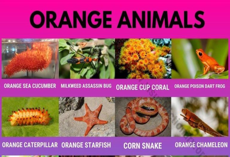 The World of Orange Animals: Nature’s Brightest and Most Fascinating ...