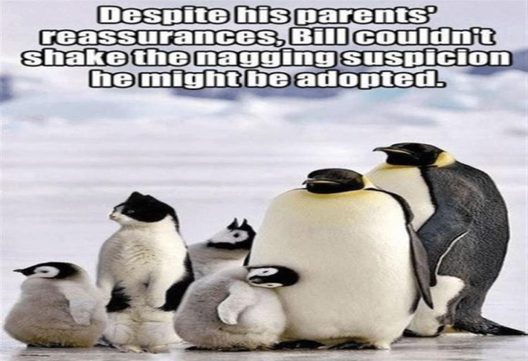 Penguin Meme: How an Awkward Bird Became an Internet Icon
