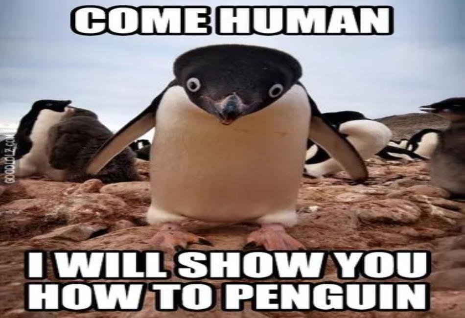 Penguin Meme: How an Awkward Bird Became an Internet Icon