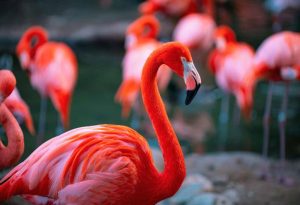 Pink Animals: Nature’s Most Surprising and Beautiful Blush-Colored ...
