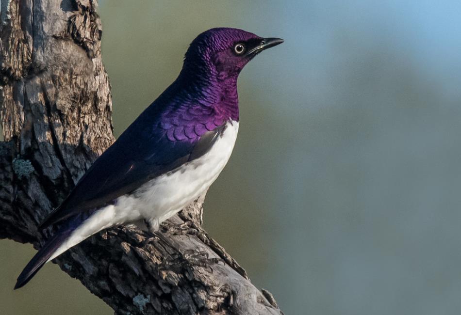 The Purple Bird: A Rare and Beautiful Marvel of the Avian World