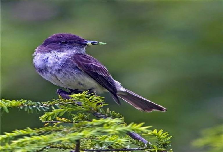 The Purple Bird: A Rare and Beautiful Marvel of the Avian World