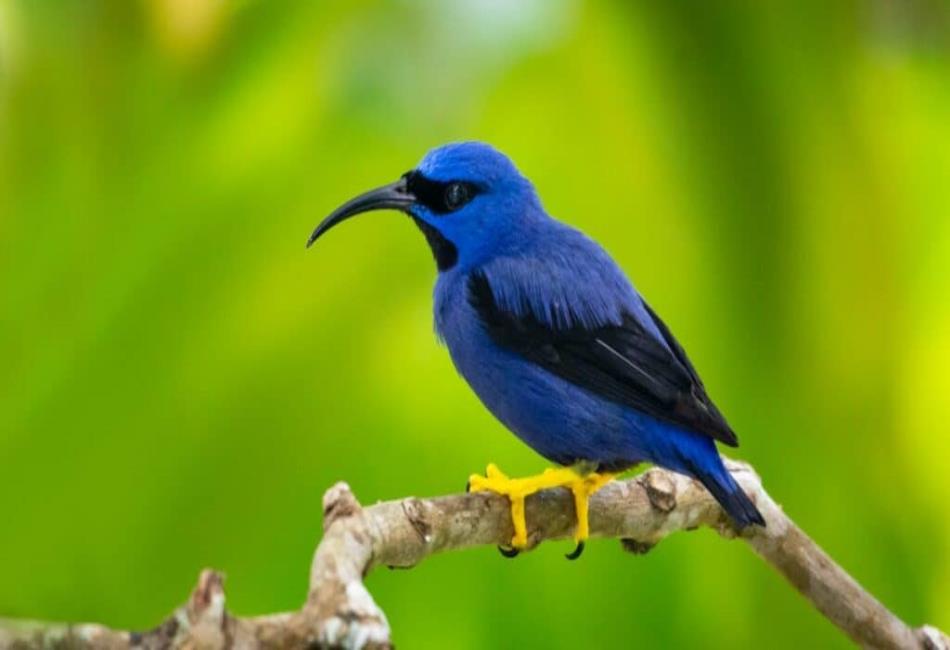The Purple Bird: A Rare and Beautiful Marvel of the Avian World